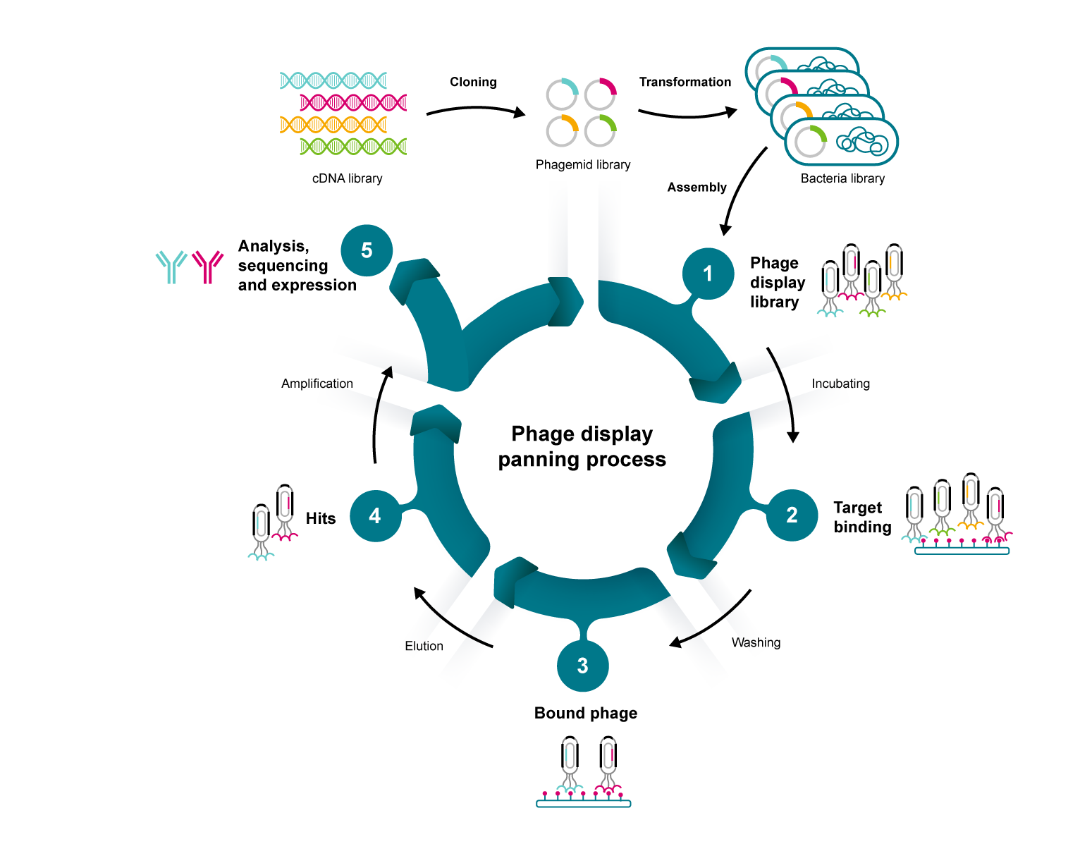 How to choose the right competent cells for phage display - LGC